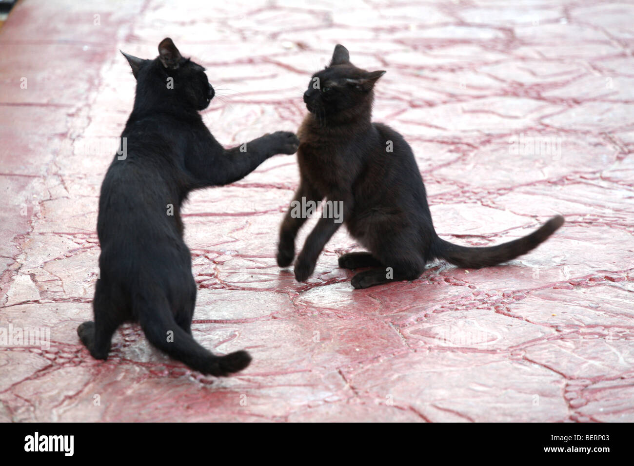 Two cats walking hi-res stock photography and images - Alamy