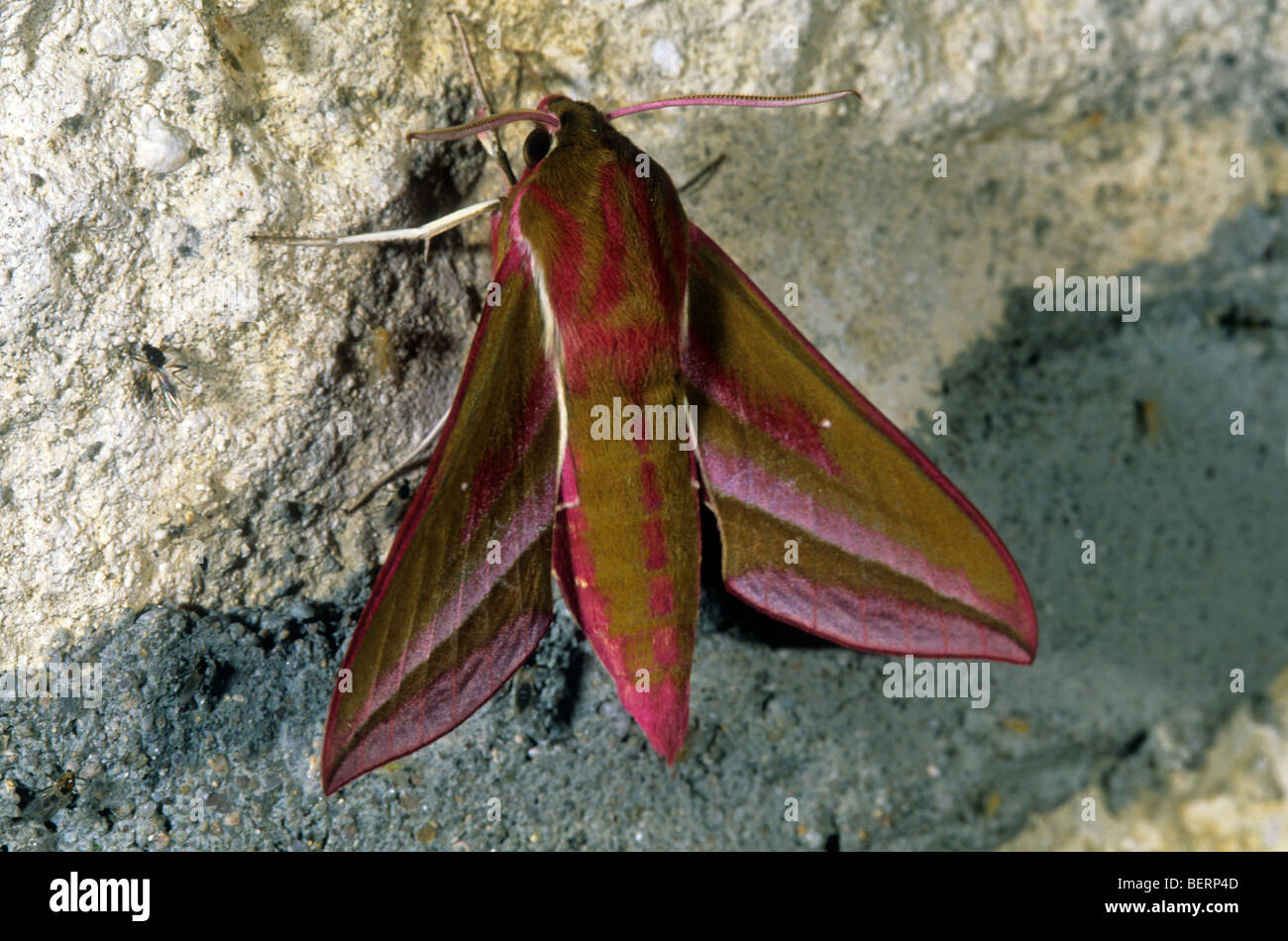 Elephant hawkmoth (Deilephila elpenor Stock Photo - Alamy