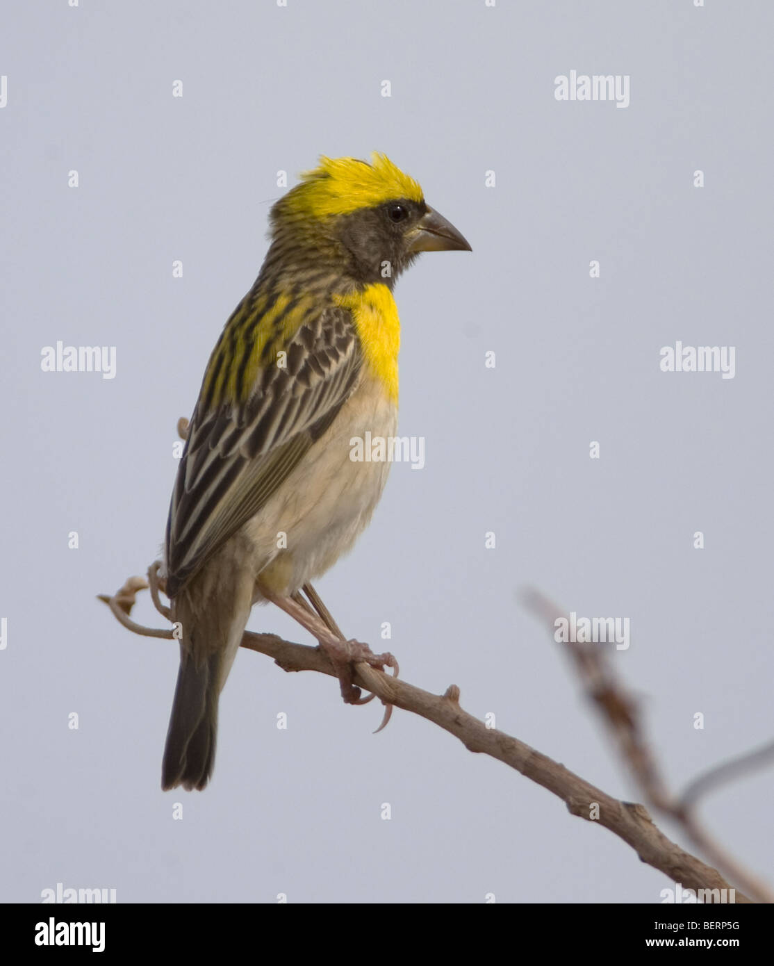 Baya Weaver Male Stock Photo - Alamy