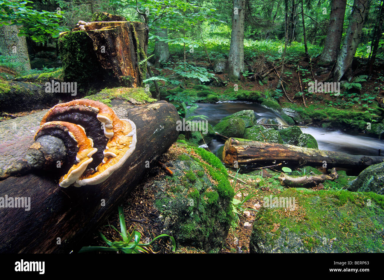 Late fall polypore / resinous polypore / benzoin bracket (Ischnoderma ...