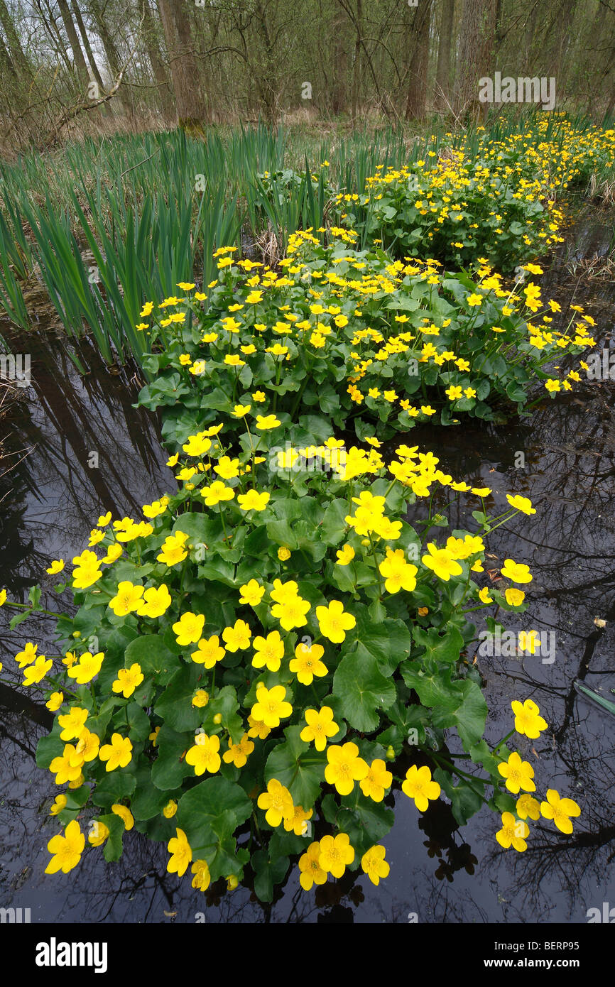 Flowering wetland plants hi-res stock photography and images - Alamy