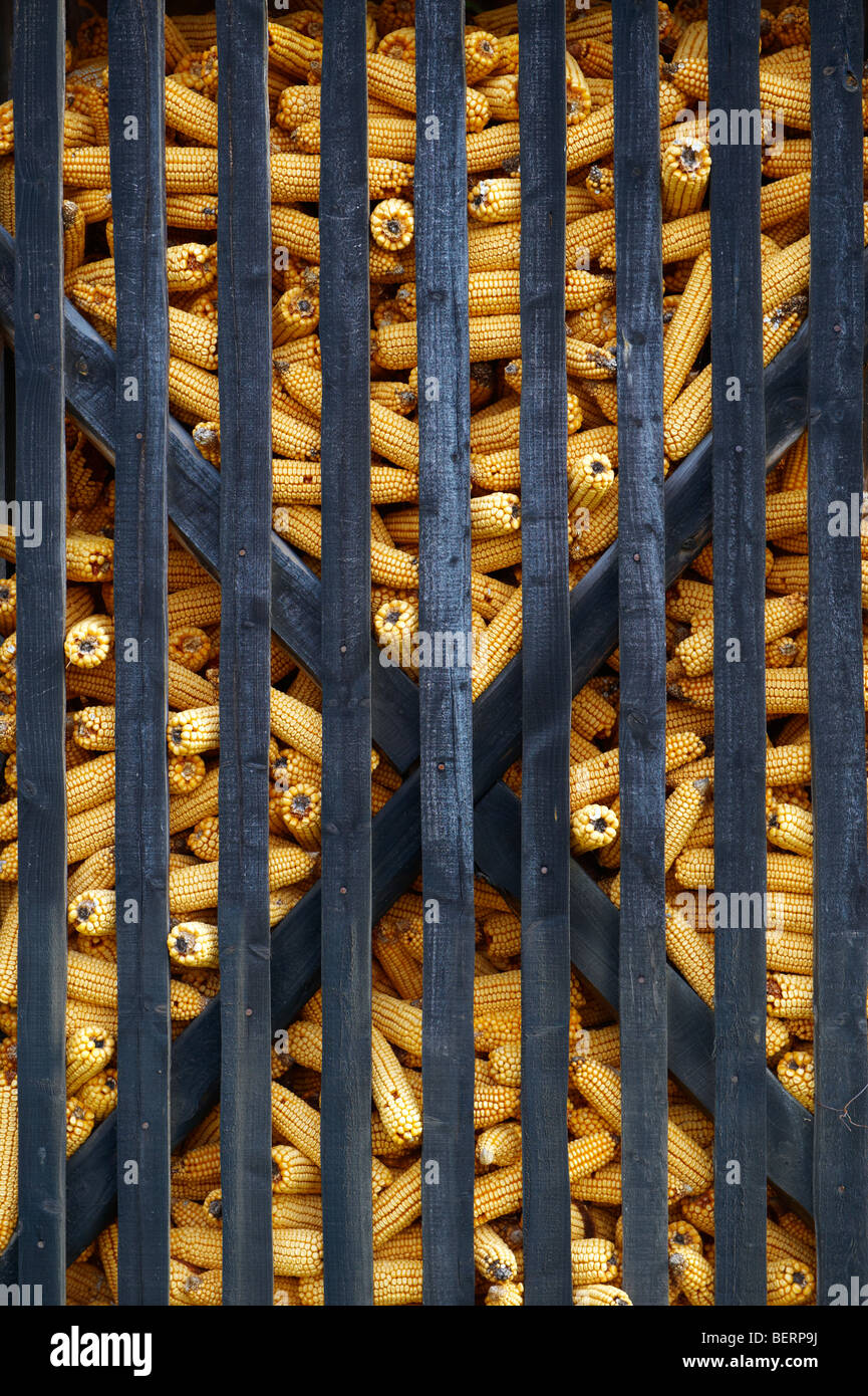Corn cobs drying in a corn pen in the Őrseg ( Orseg ) region with corn ...