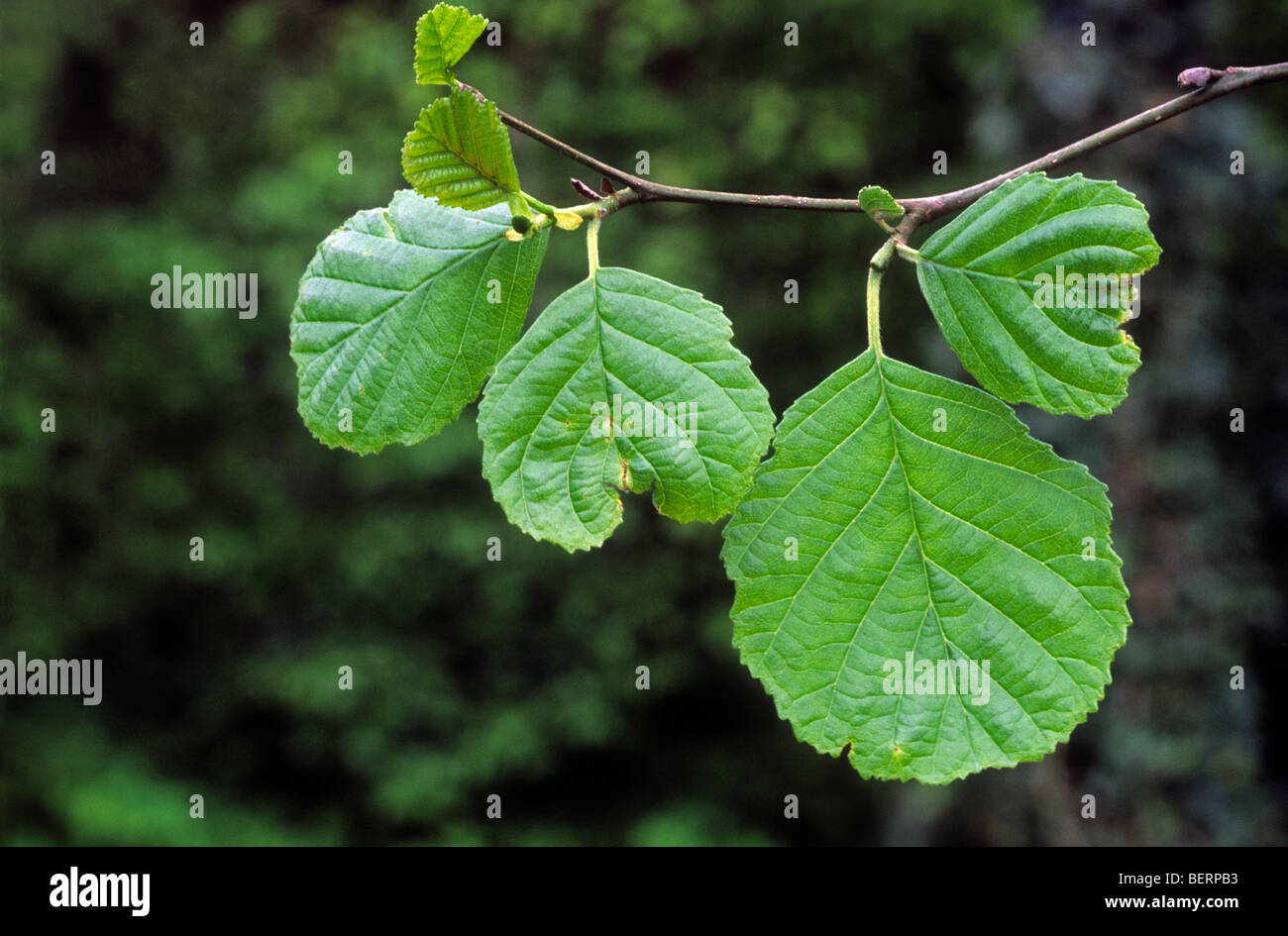 Common alder (Alnus glutinosa) leaves, Belgium Stock Photo - Alamy