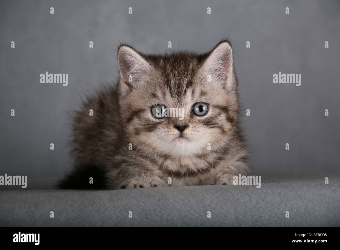 British Kitten Stock Photo - Alamy