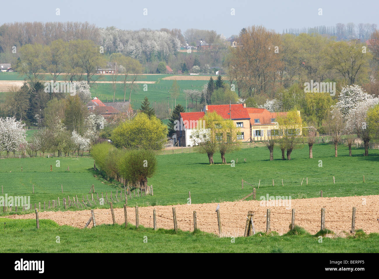 Bocage landscape with hedges and trees, Flemish Ardennes, Belgium Stock ...