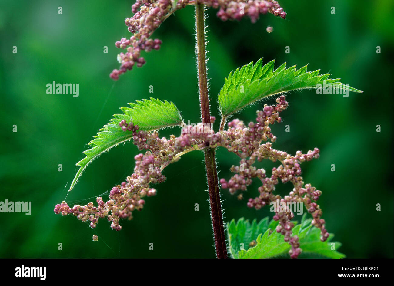 Common stinging nettle in flower (Urtica dioica) close up Stock Photo ...