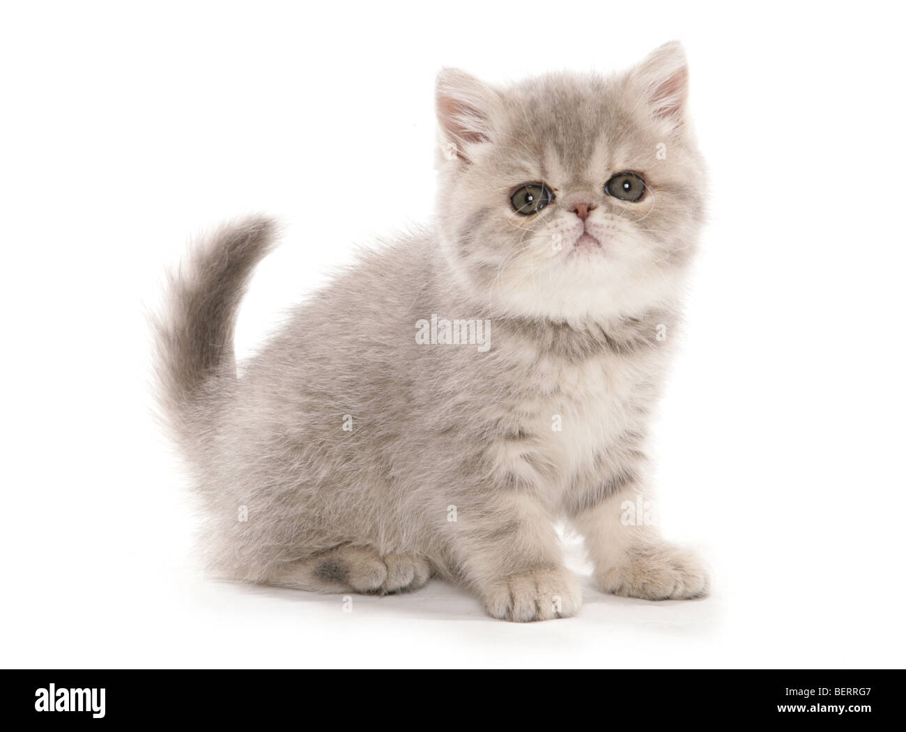 exotic kitten portrait taken in a studio Stock Photo - Alamy