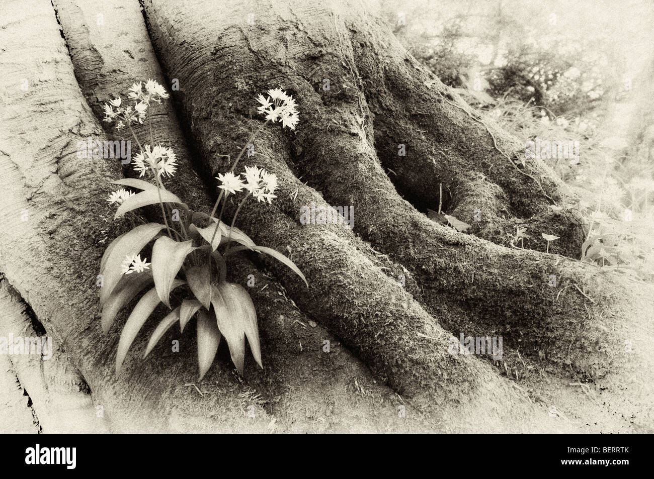Garlic roots hi-res stock photography and images - Alamy