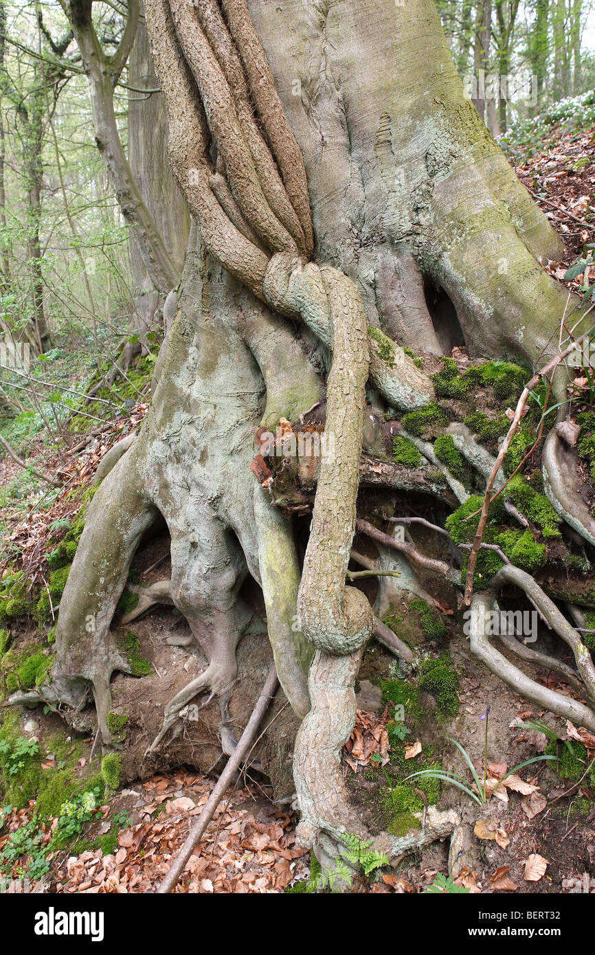 Roots of Pedunculate Oak / English oak (Quercus robur) in forest in ...