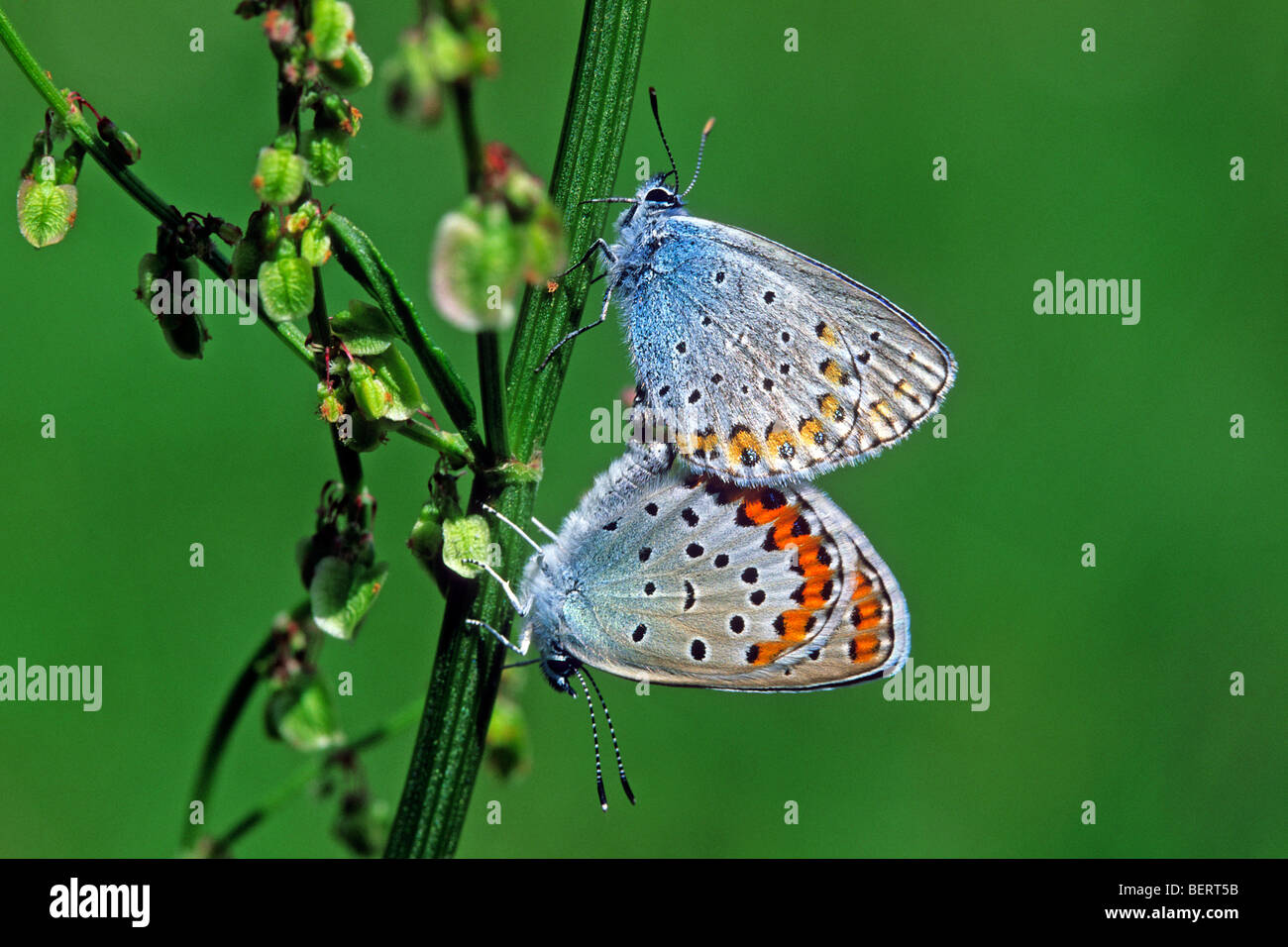 Lycaeides plebeius argyrognomon hi-res stock photography and images - Alamy