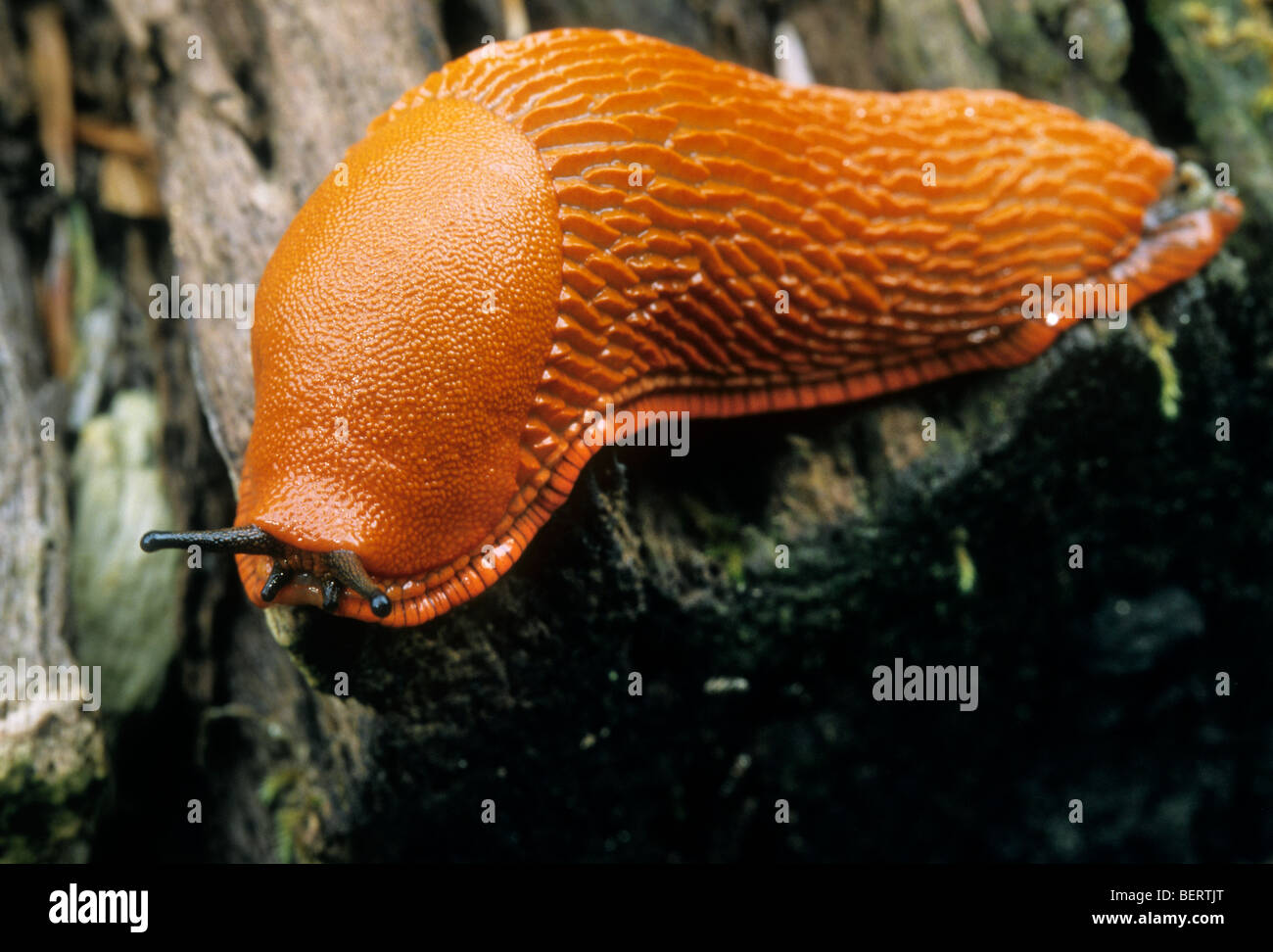 Slugs of france hi-res stock photography and images - Alamy