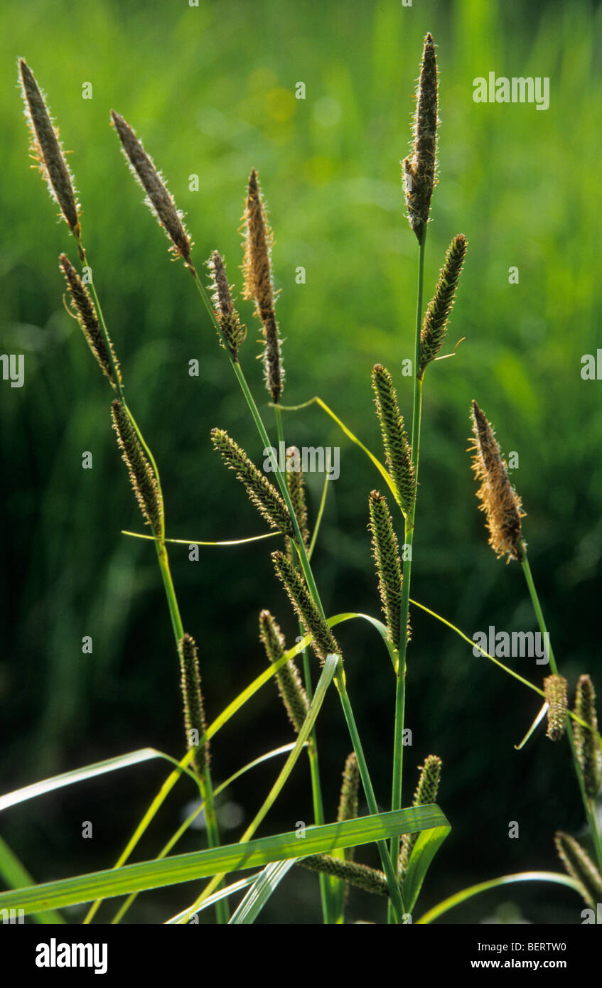 Slender tufted sedge carex acuta hi-res stock photography and images ...