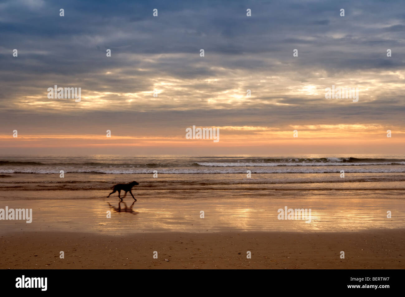 Dog running on the beach at sunset hi-res stock photography and images ...
