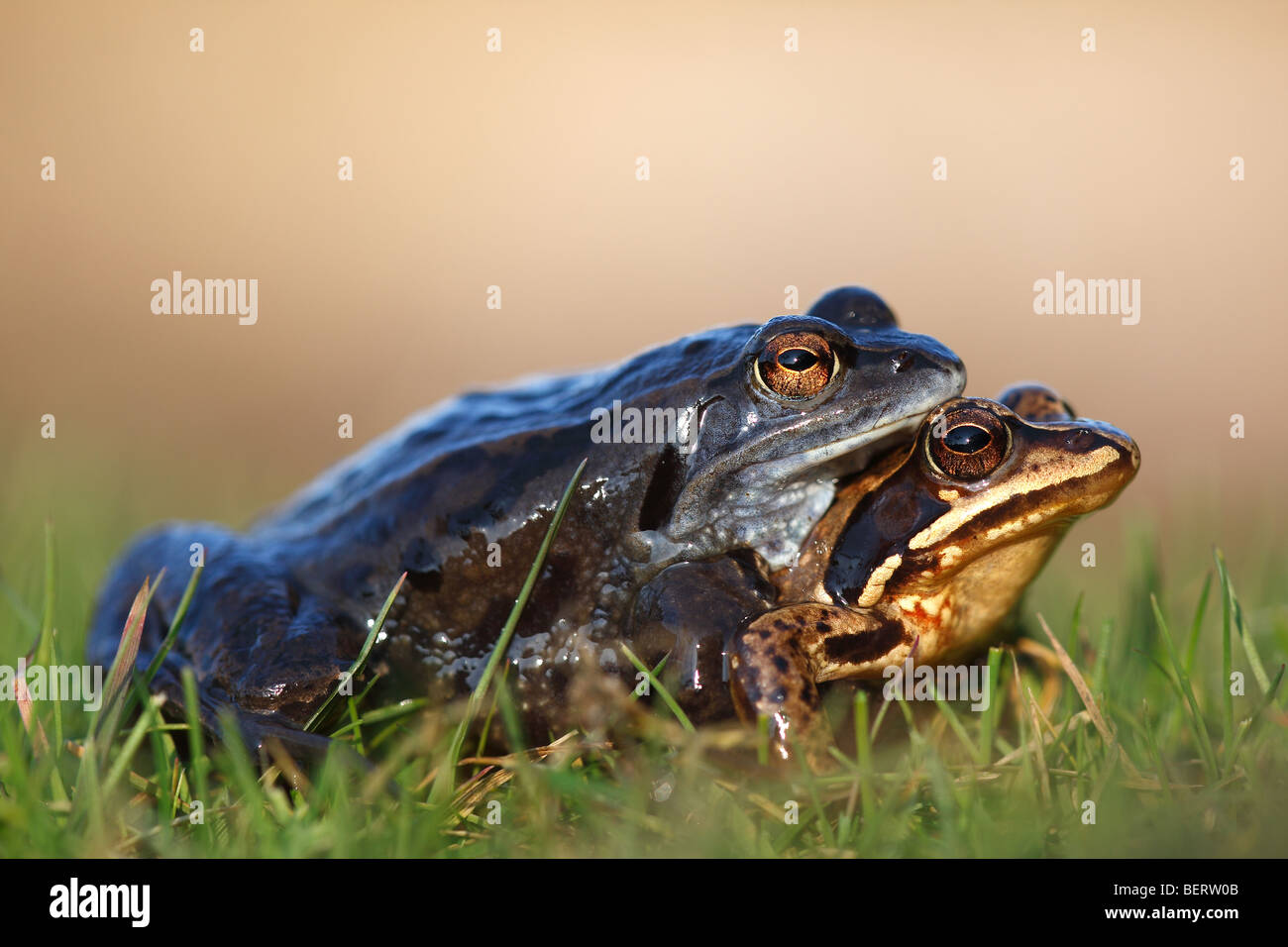 Mating season frog hi-res stock photography and images - Alamy