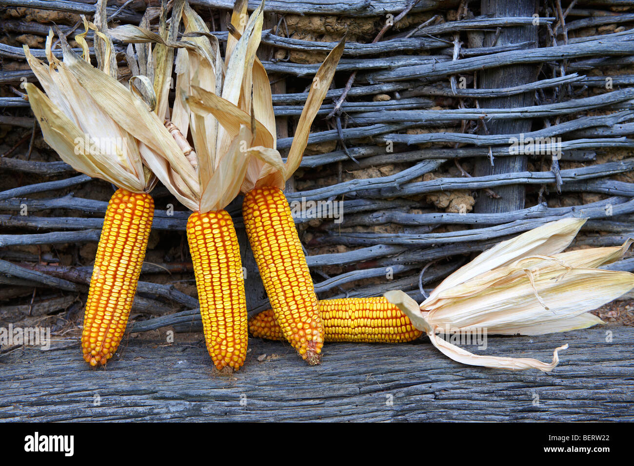 Drying Maize Cobs High Resolution Stock Photography and Images - Alamy