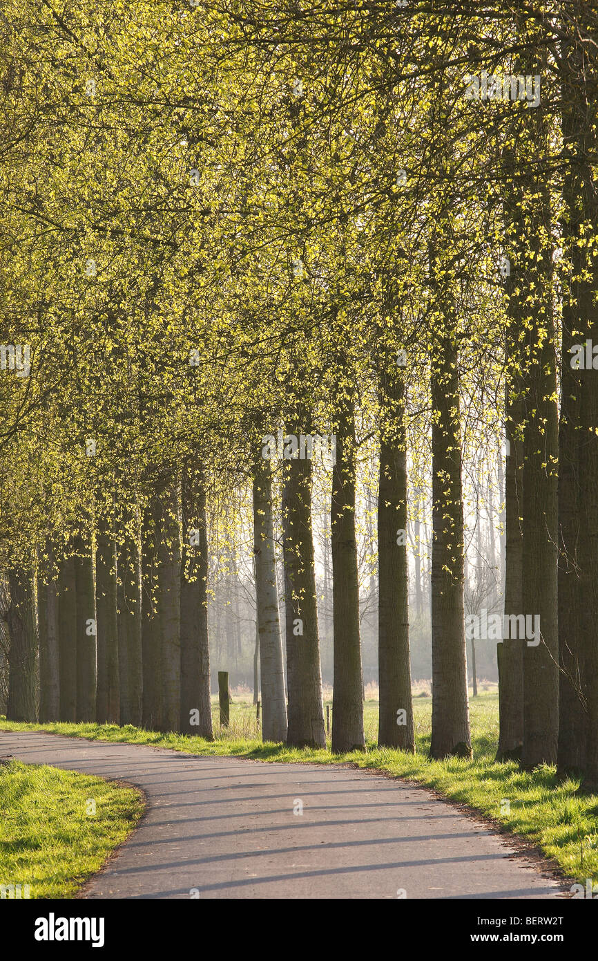Row of poplar poplars tree trees hi-res stock photography and images ...
