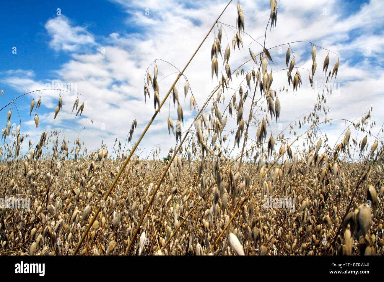 Avena sativa hi-res stock photography and images - Alamy