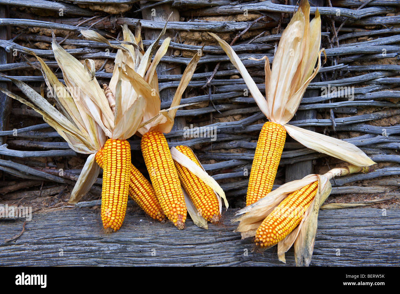 Dried Corn Plants High Resolution Stock Photography and Images - Alamy