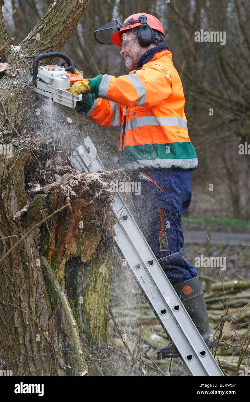 Volunteers pruning willow trees during maintenance works in nature ...