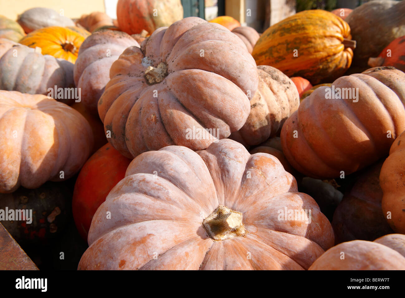 Freshly harvested whole mixed pumpkins on a farm Stock Photo - Alamy