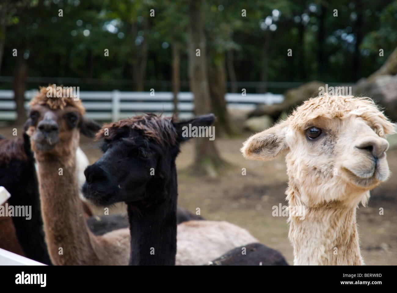 Visit farm hi-res stock photography and images - Alamy