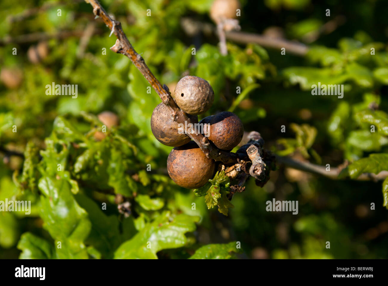 Oak marble galls hi-res stock photography and images - Alamy