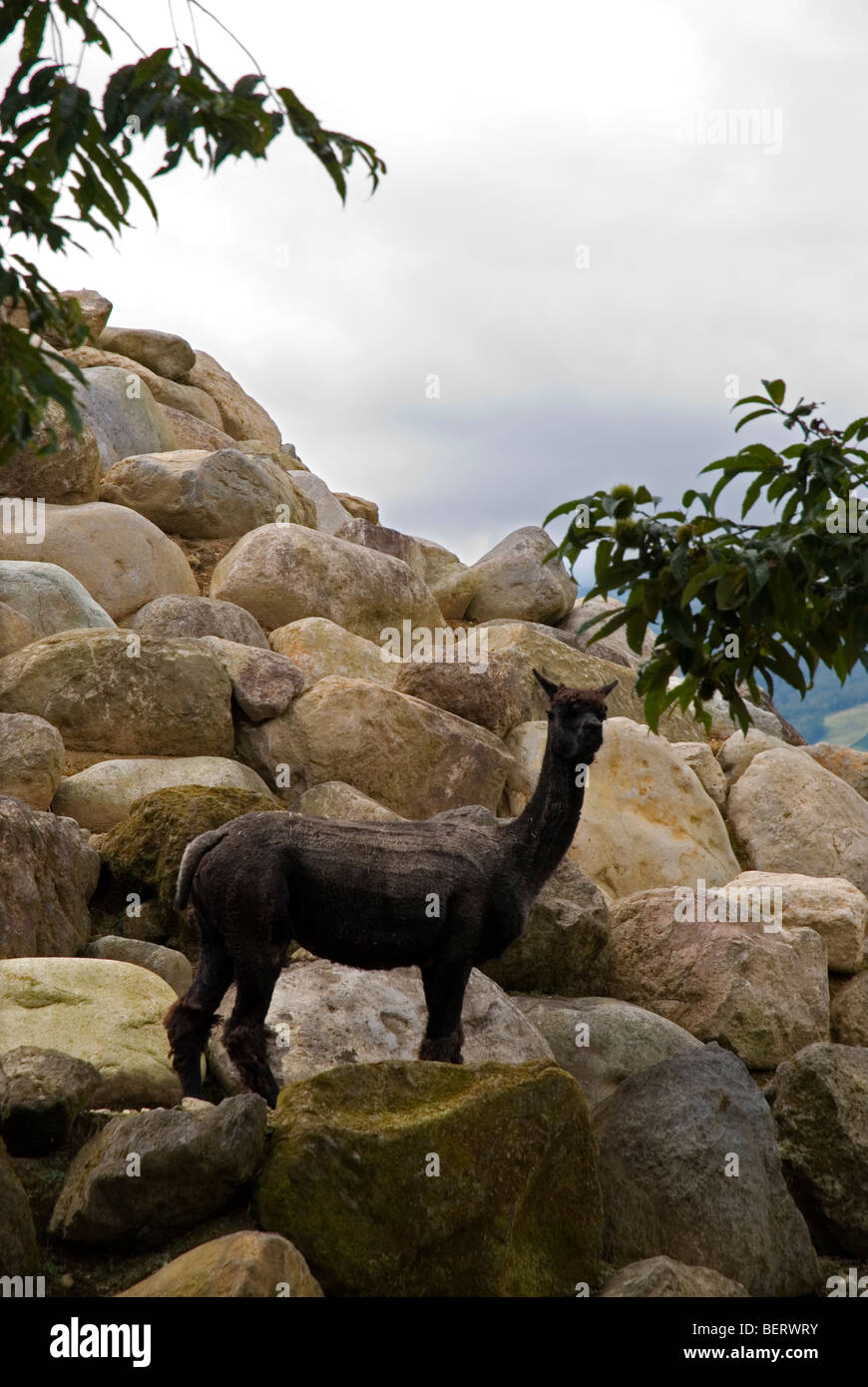 Alpaca at Nasu Alpaca Farm Tochigi, Japan Stock Photo - Alamy