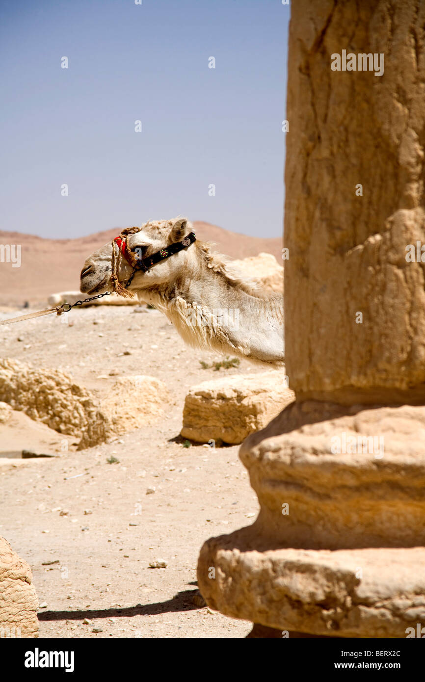 Camel near roman ruins and archaeological site in Palmyra, Syria ...