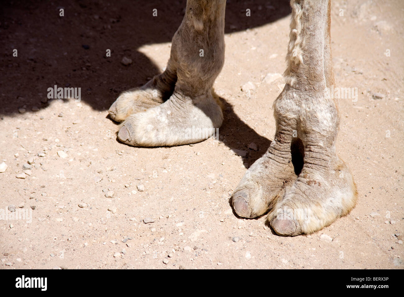 Camel foot hi-res stock photography and images - Alamy