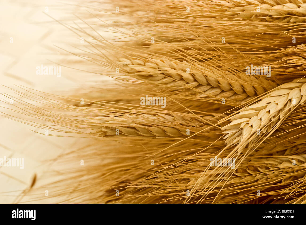 Shock of wheat stalks Stock Photo - Alamy