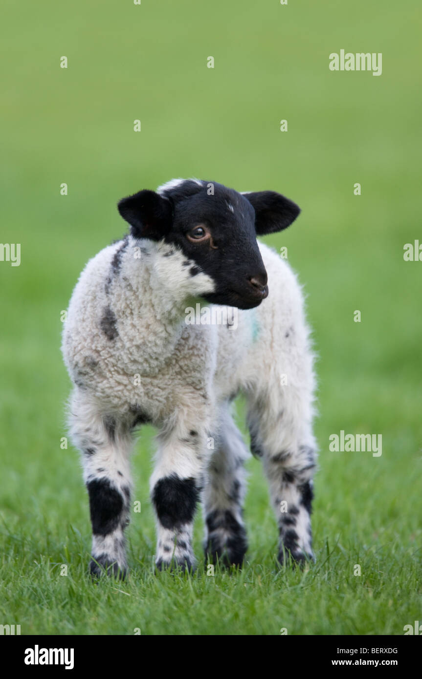 Black faced lamb hi-res stock photography and images - Alamy