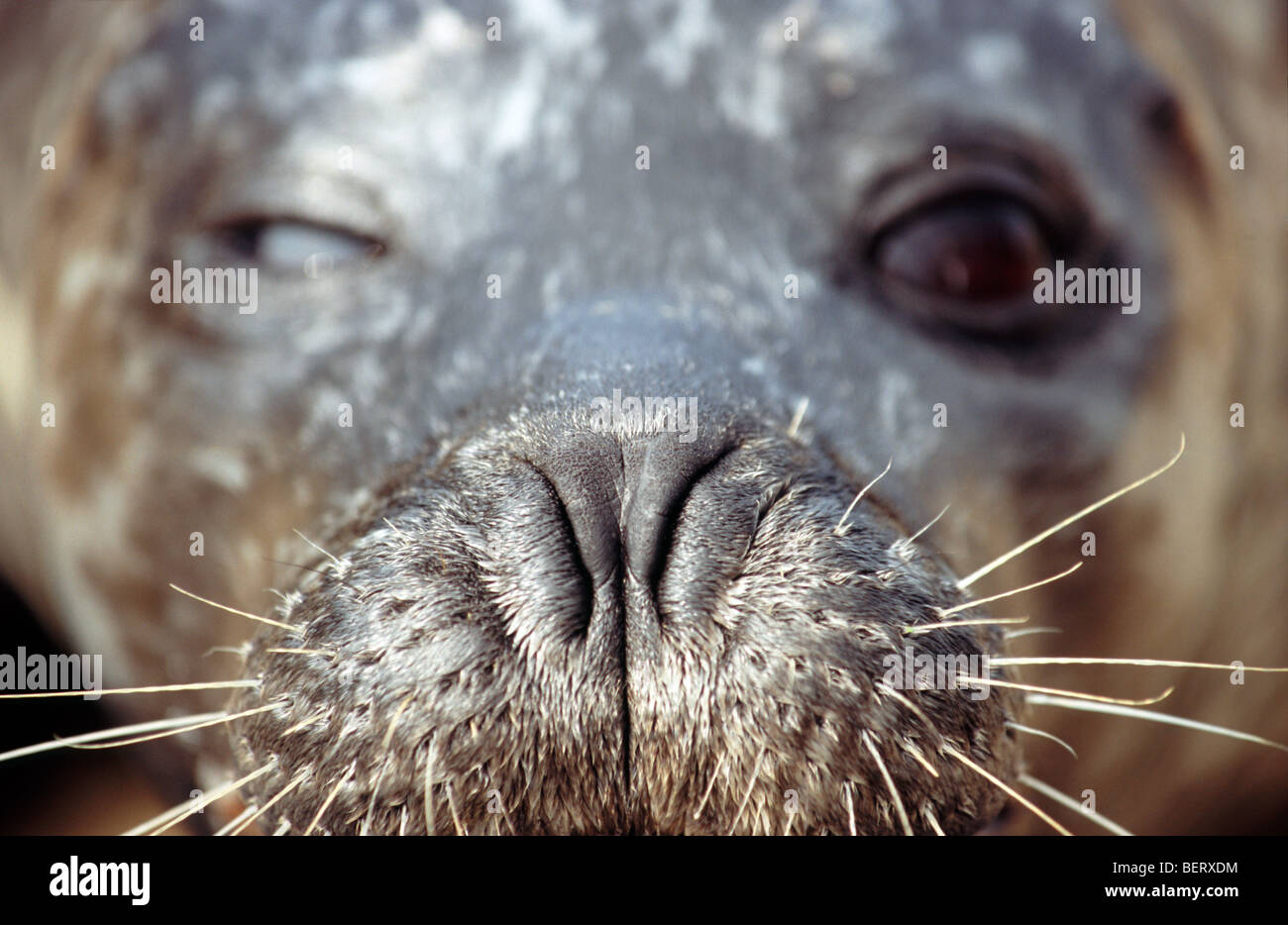 Harbour seal / Common seal (Phoca vitulina) close-up of nose with ...