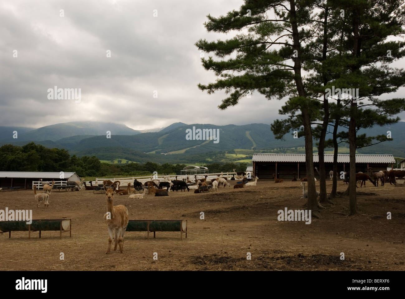 Japan mountain farming hi-res stock photography and images - Alamy