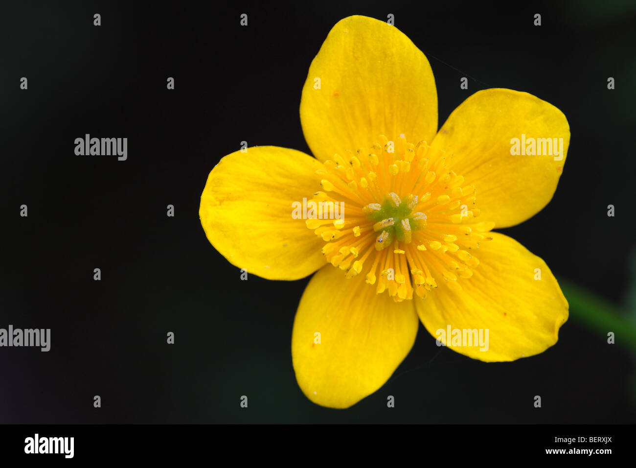 King cup flowers marsh marigold hi-res stock photography and images - Alamy