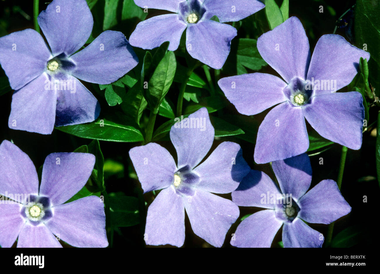 Periwinkle wildflowers hi-res stock photography and images - Alamy