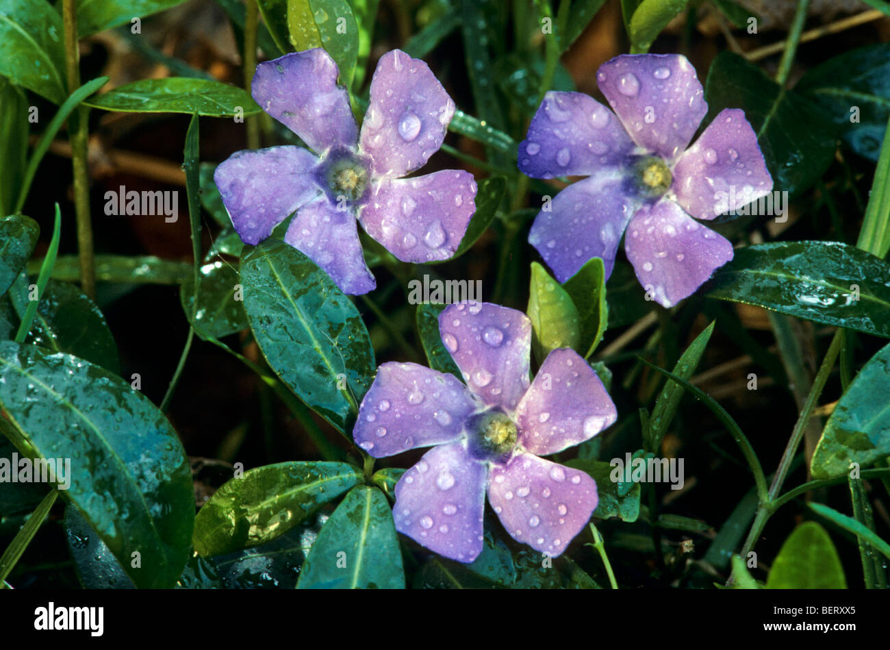 Periwinkle wildflowers hi-res stock photography and images - Alamy