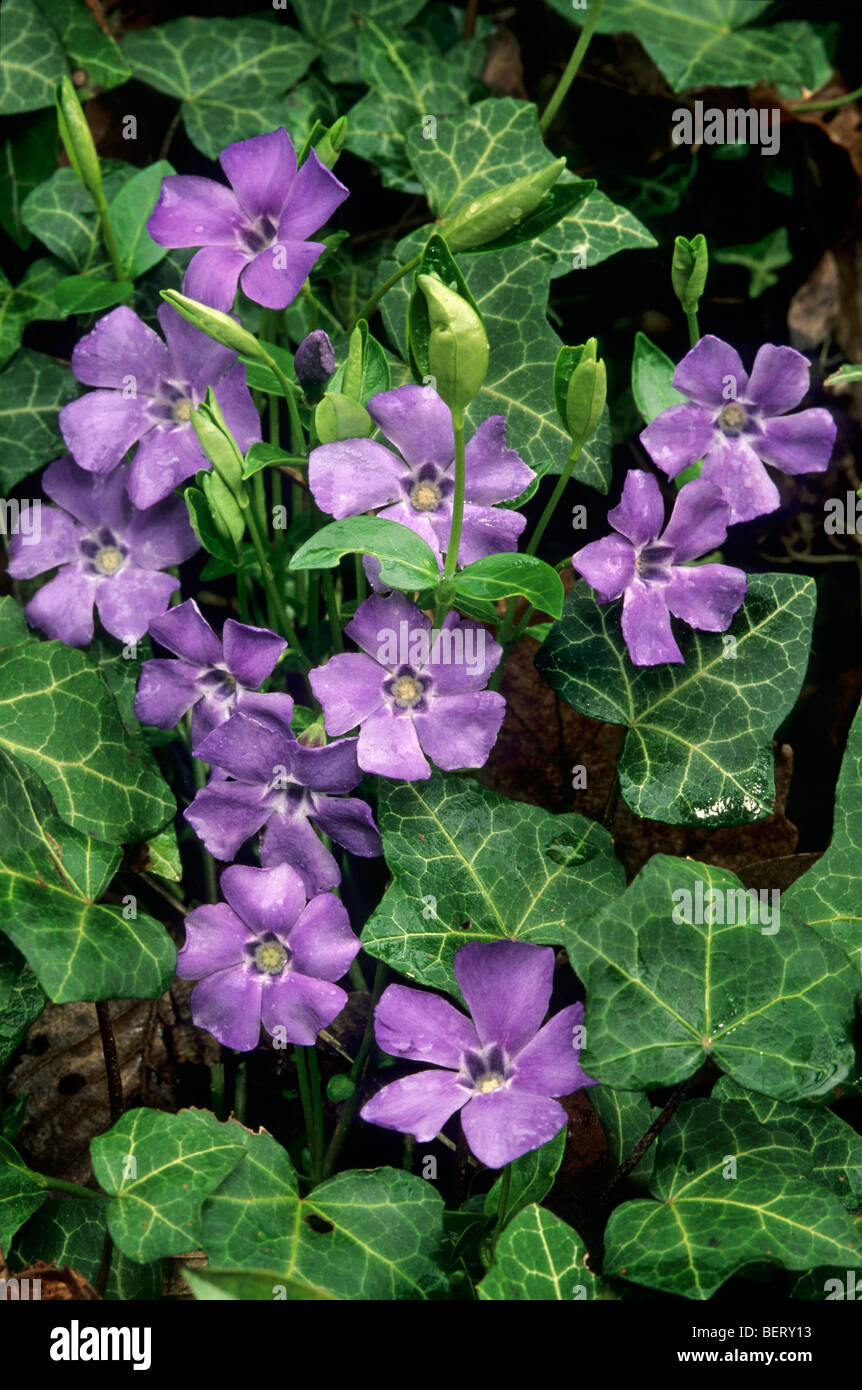 Periwinkle wildflowers hi-res stock photography and images - Alamy