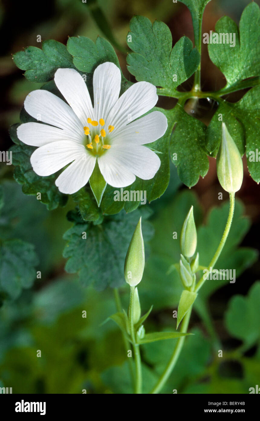 Addersmeat / Greater Stitchwort (Stellaria holostea) in flower in ...