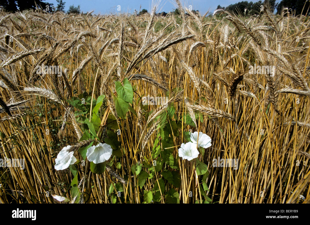 Hedge bindweed (Convolvulus sepium / Calystegia sepium) in wheat field ...