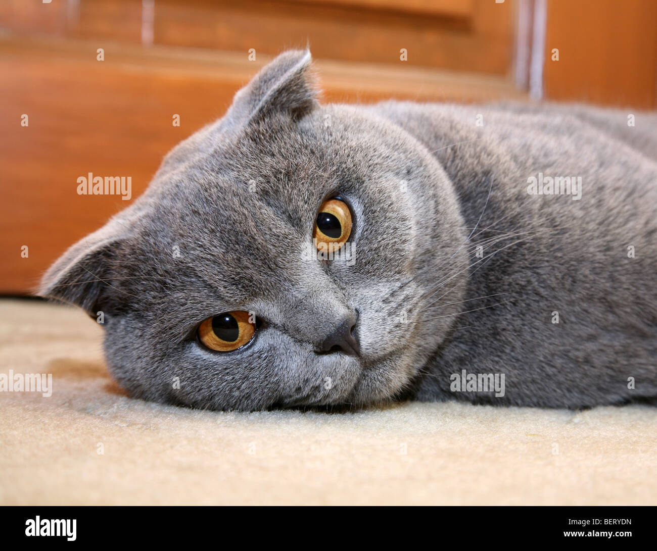 Scottish Fold Cat Stock Photo - Alamy