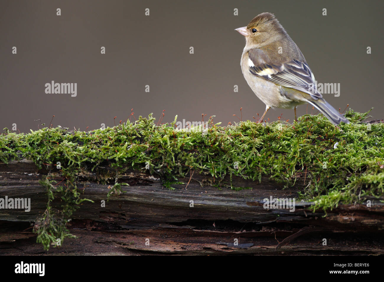 Female chaffinch hi-res stock photography and images - Alamy