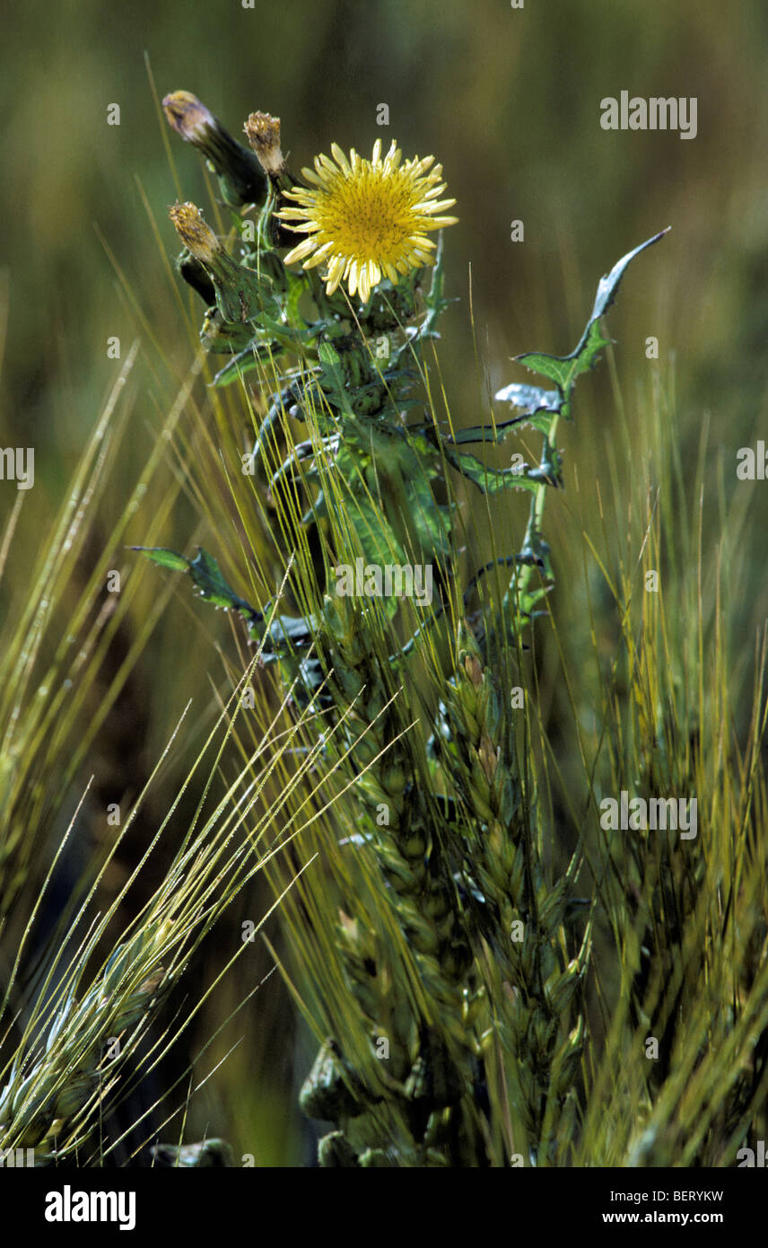 Common sowthistle / smooth sow thistle / hare's colwort (Sonchus ...