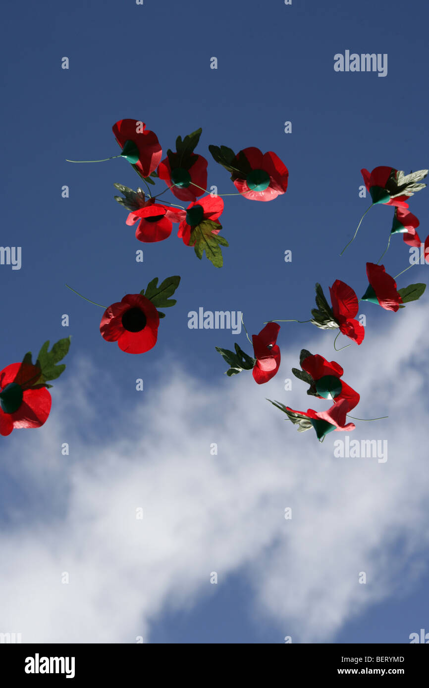 Falling poppies hi-res stock photography and images - Alamy