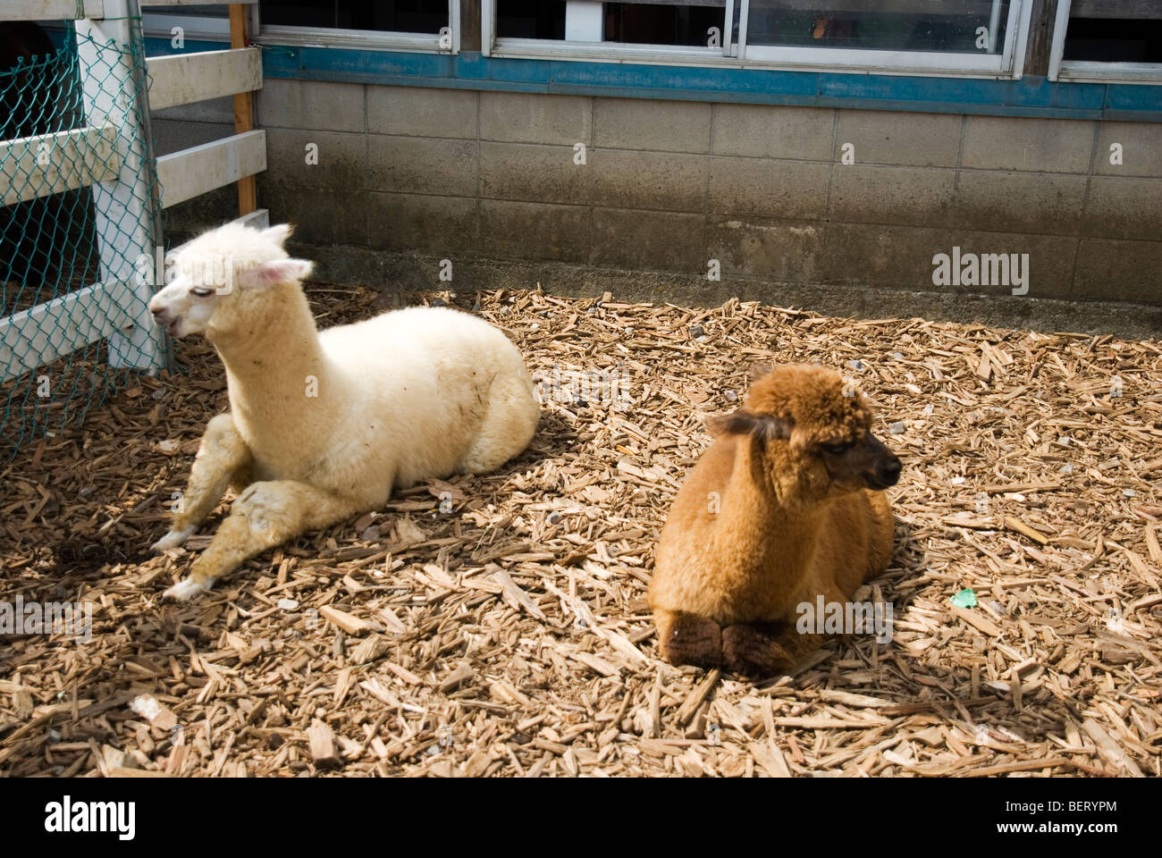 Tow young alpacas at Nasu Alpaca Farm in Tochigi, Japan Stock Photo - Alamy