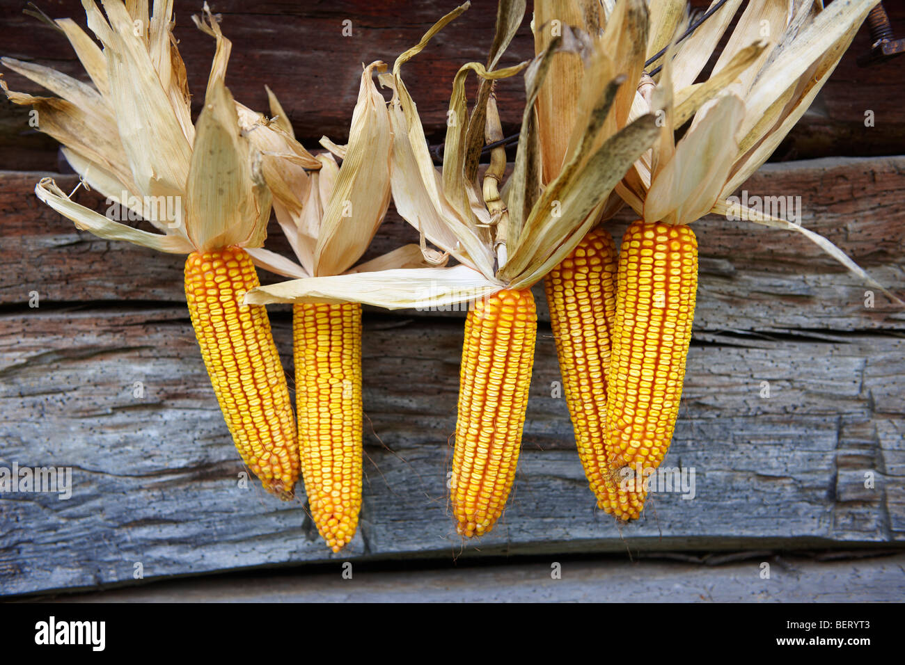 Drying maize cobs hi-res stock photography and images - Alamy