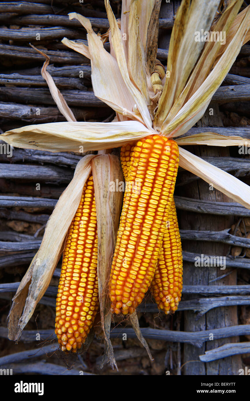 Corn maize cobs hi-res stock photography and images - Alamy
