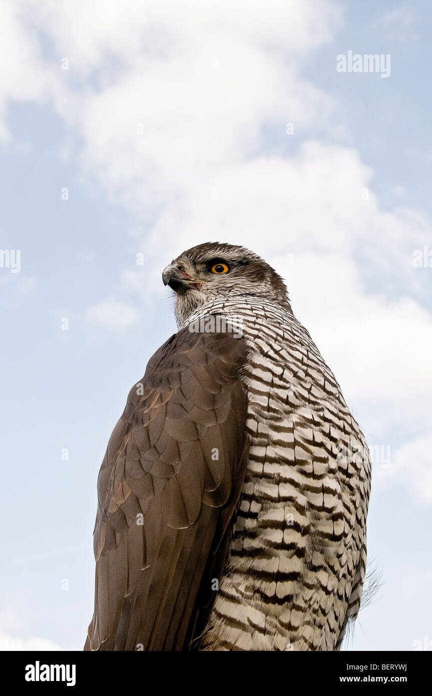 Peregrine falcon landing hi-res stock photography and images - Alamy