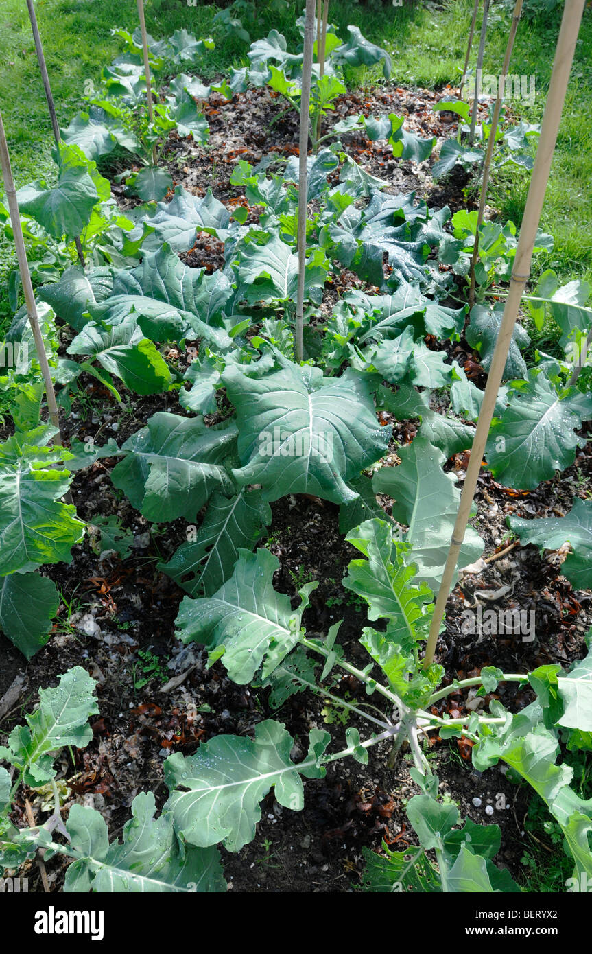 Purple sprouting broccoli hi-res stock photography and images - Alamy