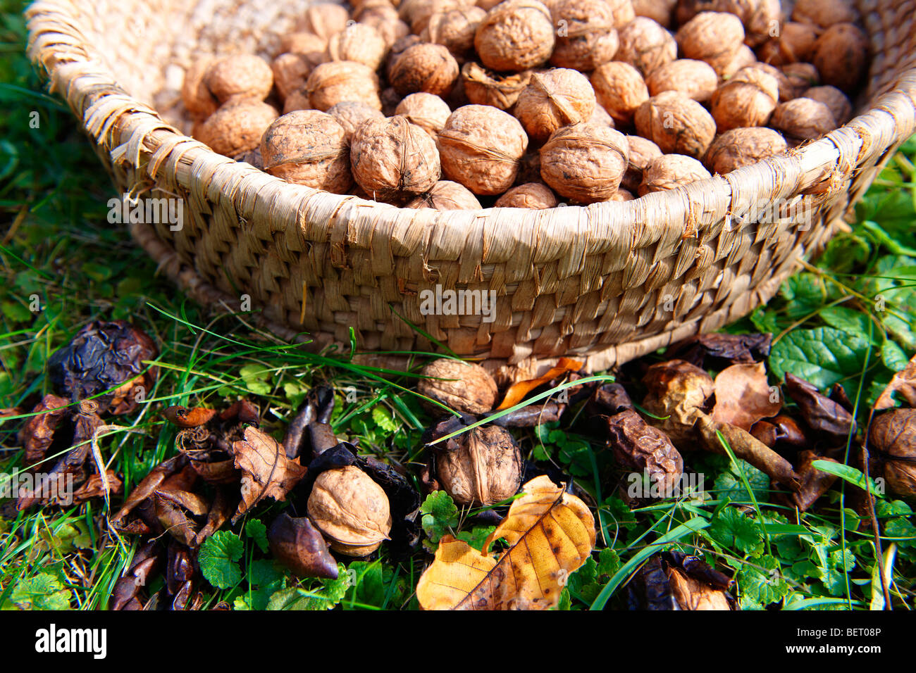 Walnut hi-res stock photography and images - Alamy