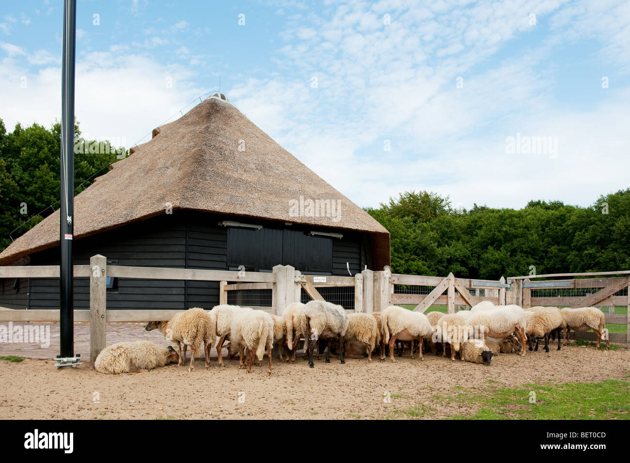 Dutch sheepfold with flock sheep Stock Photo - Alamy